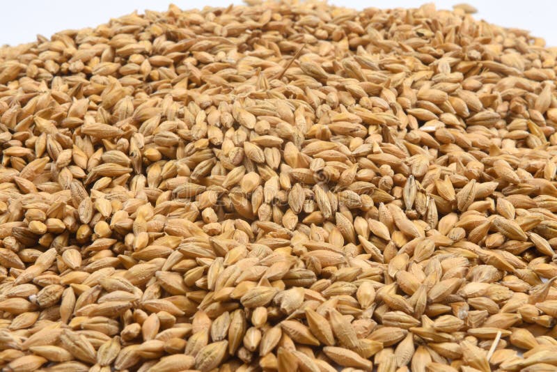Texture of barley, stock photo. Image of green, healthy - 128420394