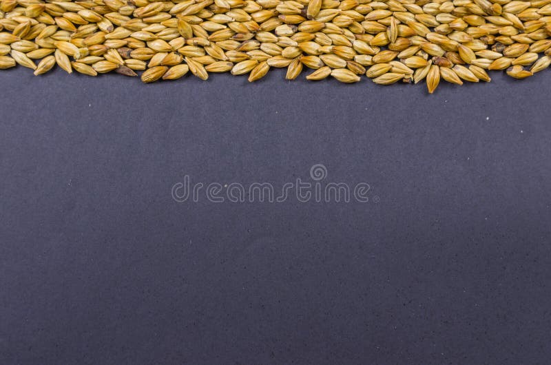 Texture with of Barley Malt for Beer, Pale Ale, Pilsen Stock Image ...