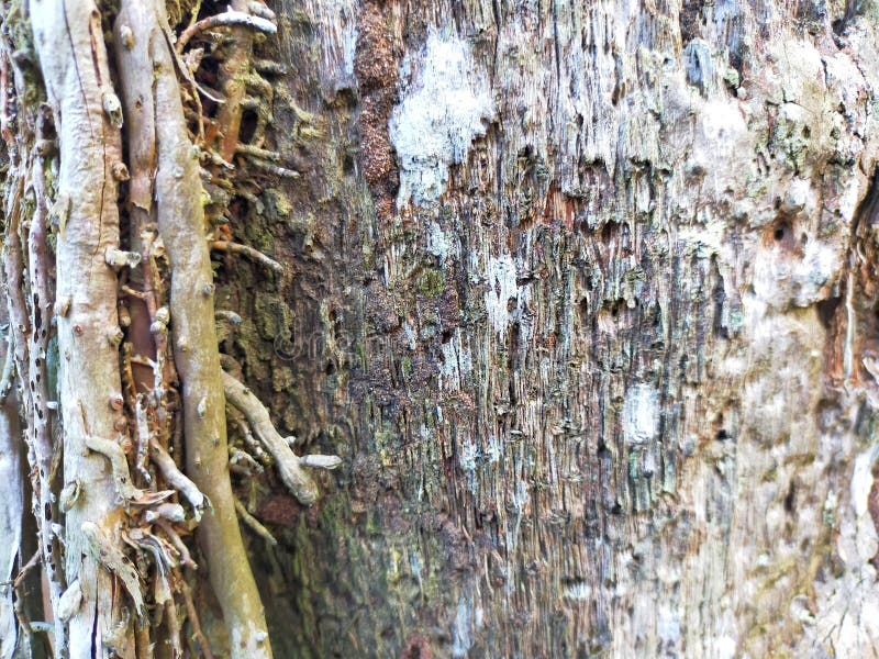 The Texture of the Base of a Coconut Tree that is Crooked and Porous ...