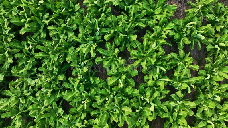 Texture of the Banana Plantation Stock Video - Video of cultivation ...