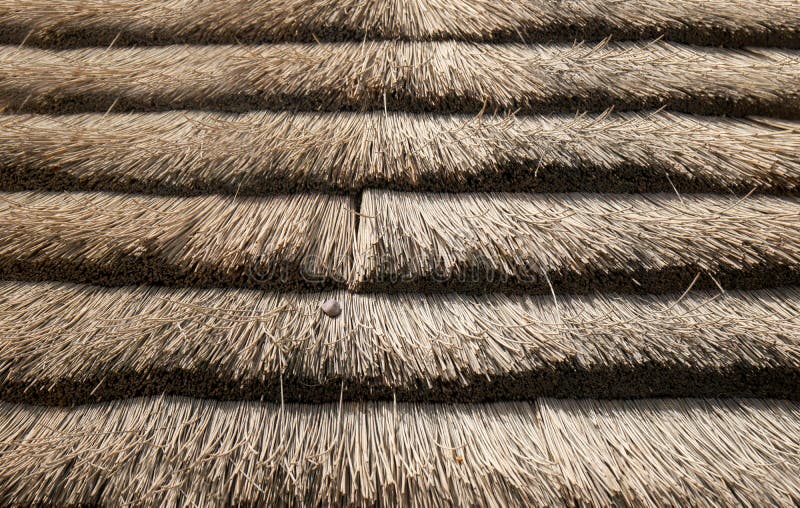 Texture of Beach Umbrella from Branches of Palm Tree Stock Photo ...