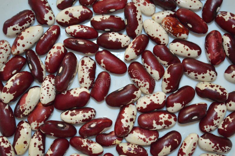 The Texture of the Beans of Various Varieties of Plants for Food Stock ...