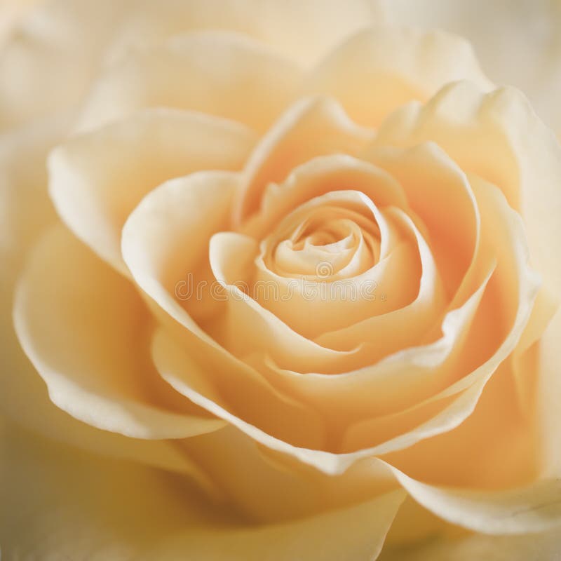 The Texture of Beautiful Beige Rose Close Up. Vintage Style Stock Image ...