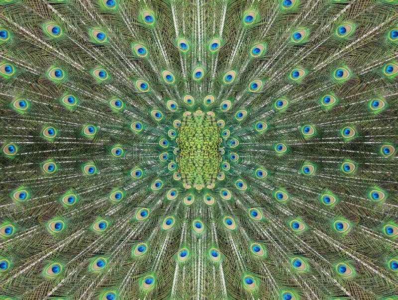 Texture of Beautiful Peacock Tail Stock Image - Image of beauty ...