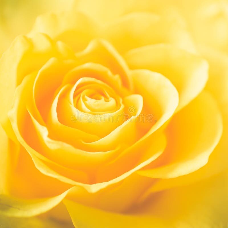 The Texture of Beautiful Yellow Rose Close Up. Vintage Style Stock ...