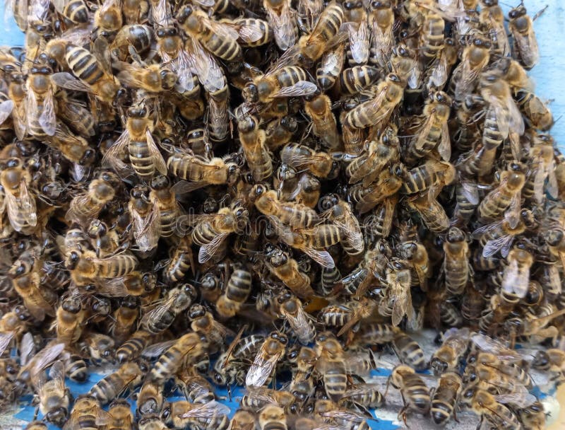 Texture, the Bees Huddled Together and Sat on the Fly and the Hive Wall ...