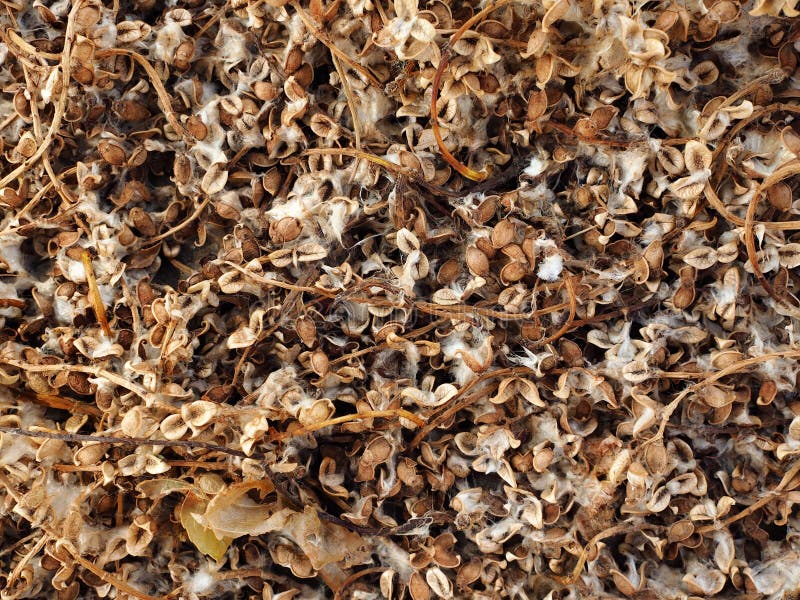 Texture of dry plants stock image. Image of surface - 131354893