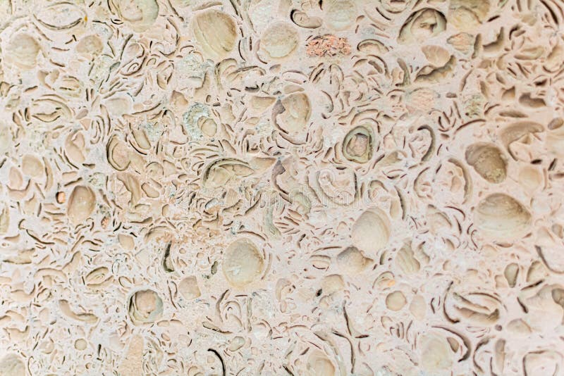 The Texture of the Beige Shell Limestone Close-up, As a Background ...