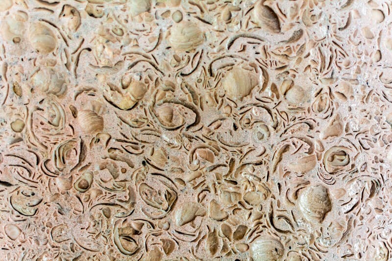 The Texture of the Beige Shell Limestone Close-up, As a Background ...
