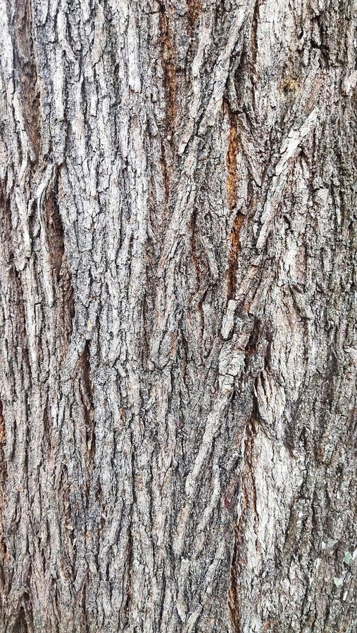 Texture of big acacia tree stock image. Image of acacia - 206932793