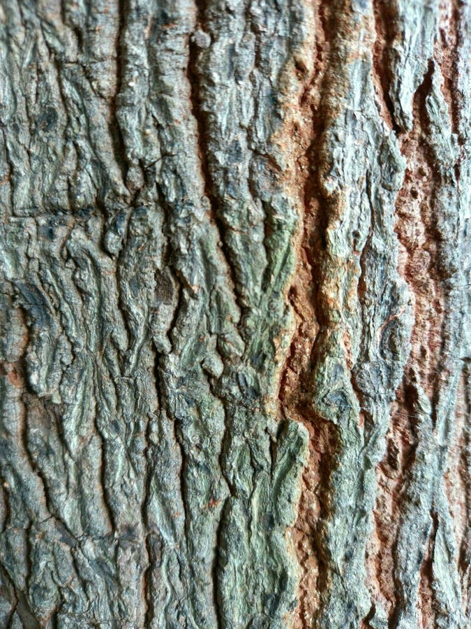 151 Avocado Trunk Stock Photos - Free & Royalty-Free Stock Photos from ...