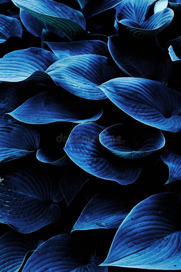 Texture of Big Blue Leaves. Plantain Stock Image - Image of botany ...