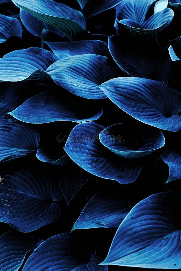 Texture of Big Blue Leaves. Plantain Stock Image - Image of botany ...