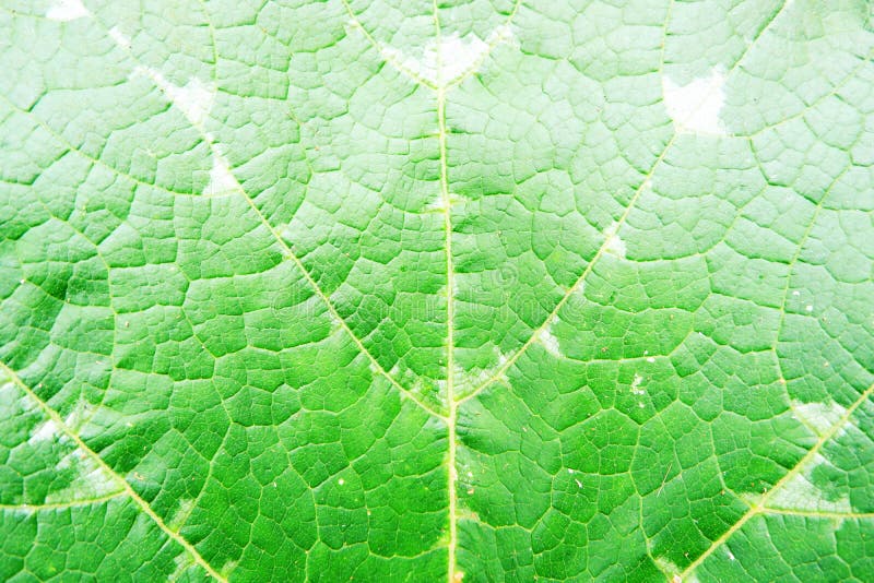Texture of Big Green Leaf with Line Pattern Stock Image - Image of ...