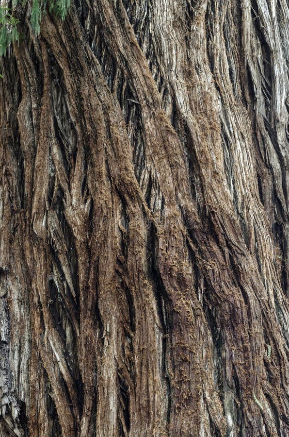 Texture of Big Old Tree Trunk Bark Macro Stock Photo - Image of close ...