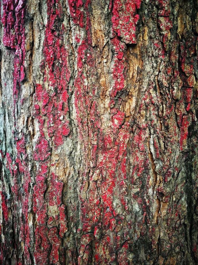 Texture Big Tree Bark Painted Red Surface for Background Stock Photo ...