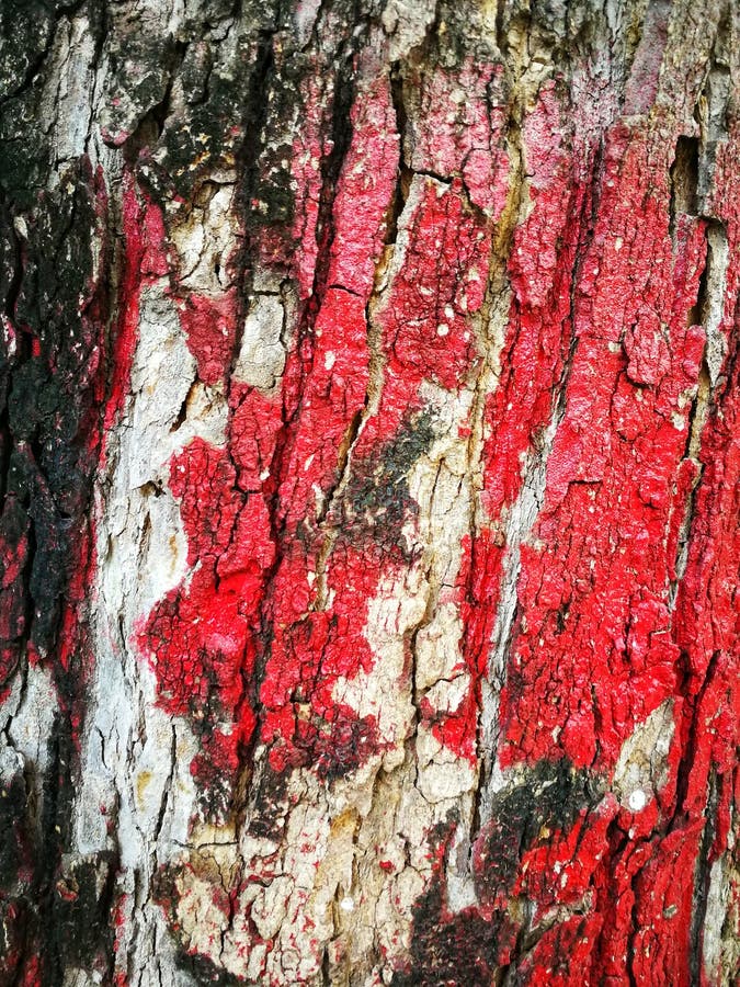 Texture Big Tree Bark Painted Red Surface for Background Stock Image ...