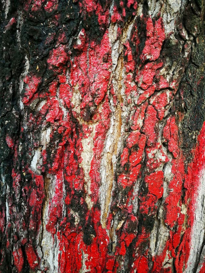 Texture Big Tree Bark Painted Red Surface for Background Stock Photo ...