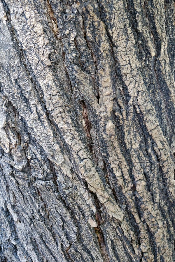 Texture of big tree body stock photo. Image of natural - 55837256