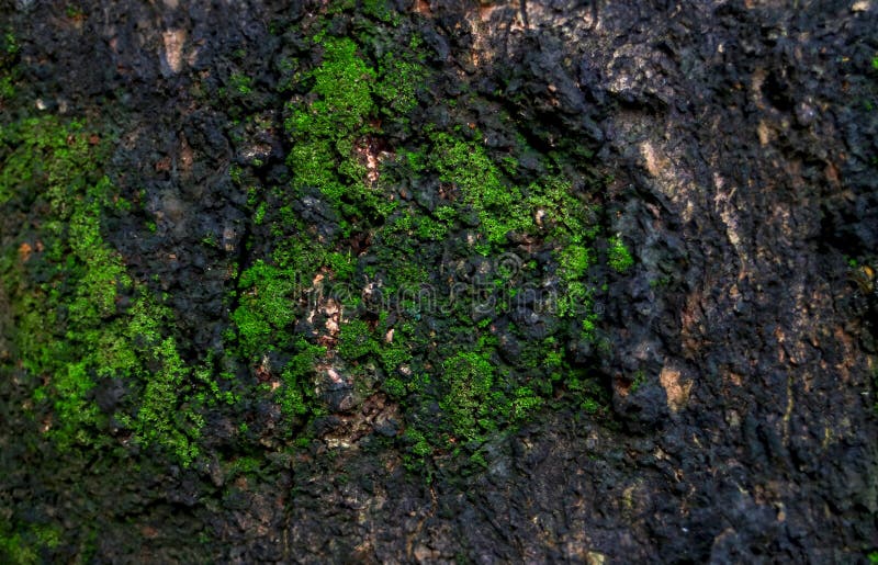 Texture of tree and moss stock photo. Image of forrest - 128064650