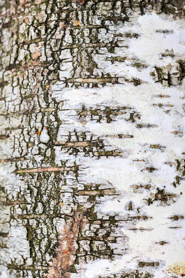 Texture of Birch Bark. Background for Design_ Stock Image - Image of ...