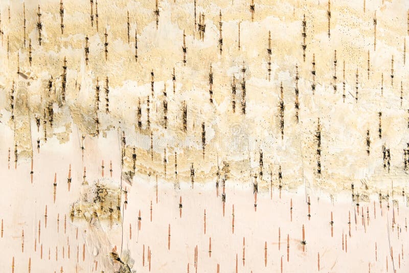 The Texture of Birch Bark. Background of Birch Bark. Red Birch Bark ...
