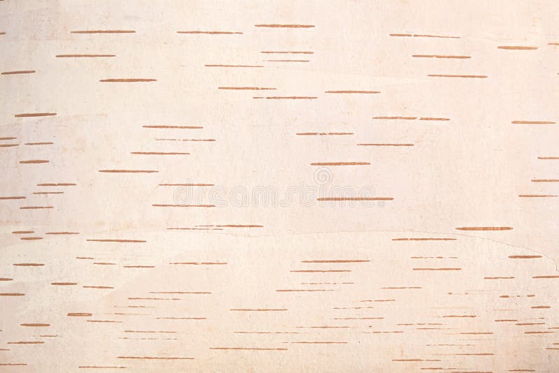 The Texture of Birch Bark. Background of Birch Bark. Red Birch Bark ...