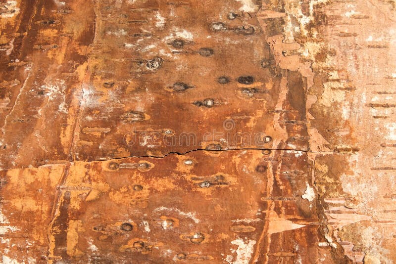 The Texture of Birch Bark. Background of Birch Bark. Red Birch Bark ...