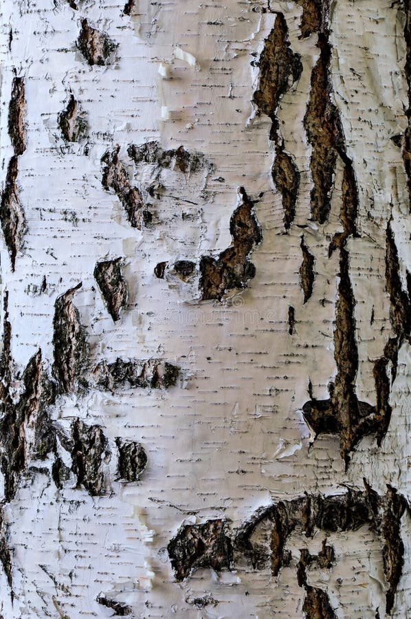 Texture of Birch Bark, Background Stock Image - Image of natural, bark ...