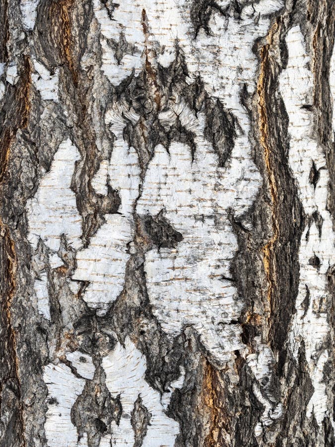 The Texture of the Birch Bark. Birch Bark Background Stock Image ...
