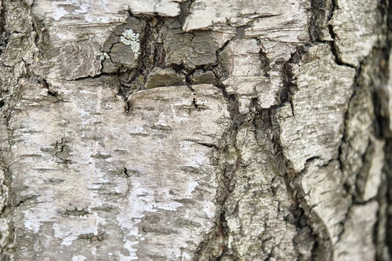 Texture of Birch Bark Macro Stock Image - Image of garden, panel: 178244251