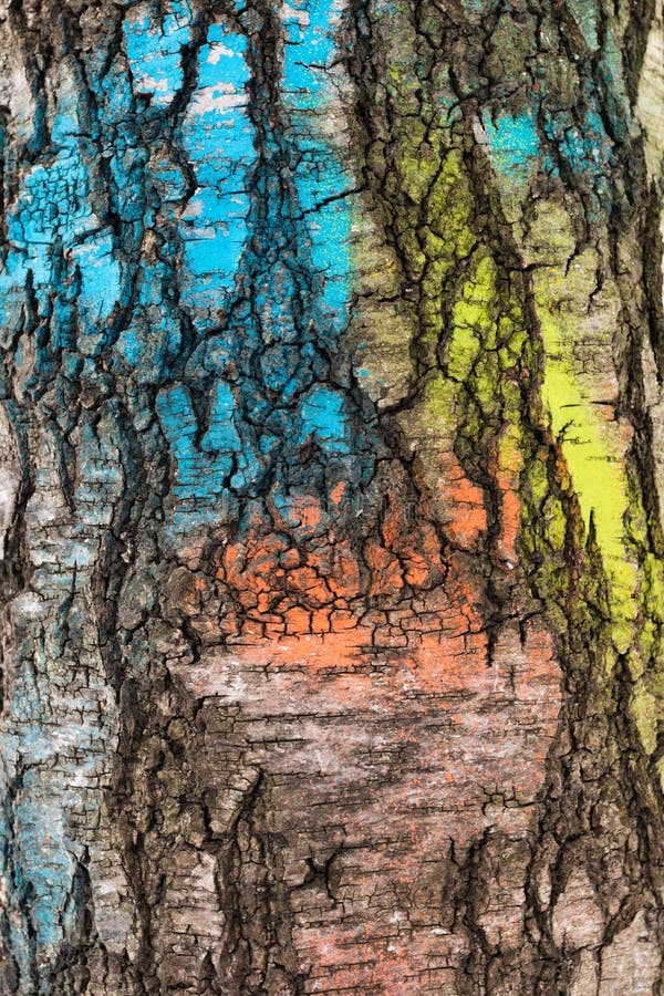 Texture of Birch Bark, Painted in Different Colors Stock Photo - Image ...
