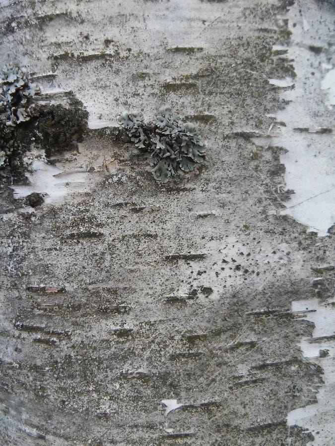 Texture of birch stock image. Image of rough, birch, earth - 77200681