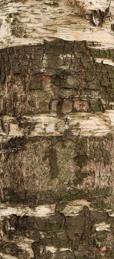 Texture of Birch Tree Bark Covered with Green Moss Stock Image - Image ...