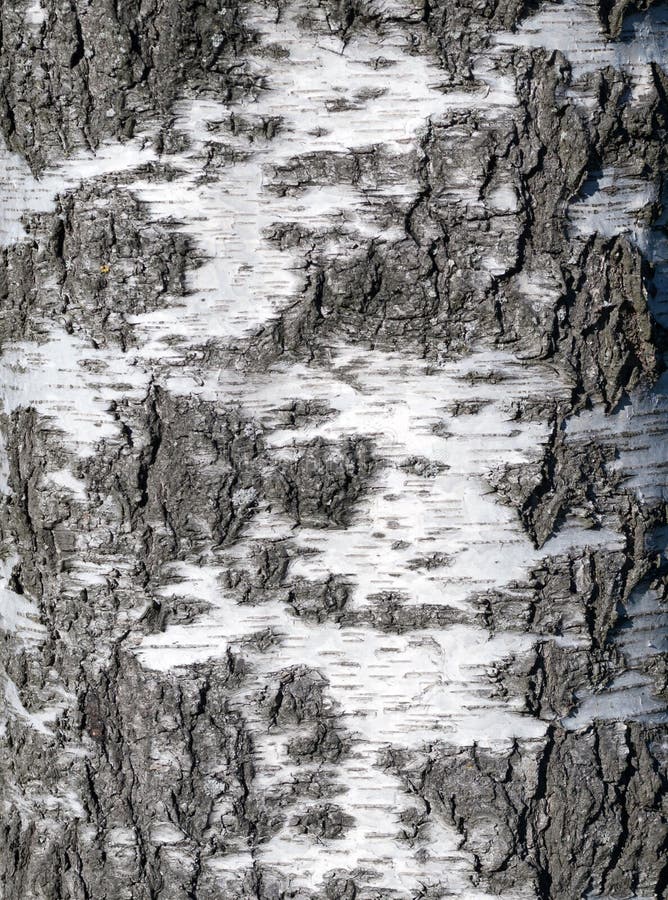 Texture of birch tree bark stock image. Image of plant - 46152899