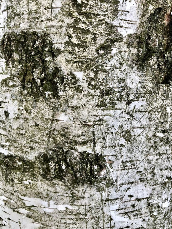 Birch tree stock photo. Image of outdoor, wallpaper - 123803620