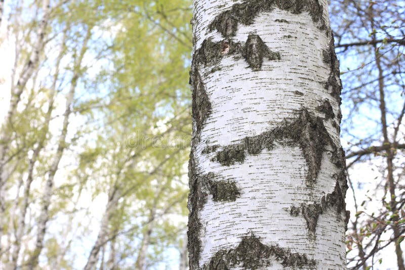 The Texture of the Birch Tree Trunk Bark in Birch Grove Closeup Stock ...