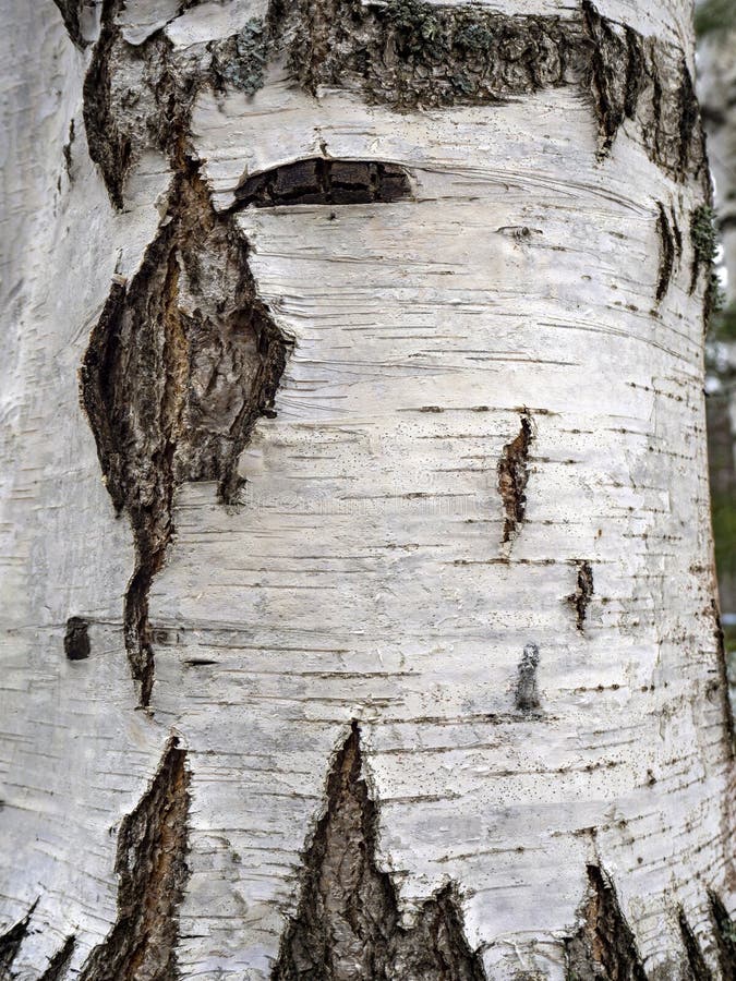 Texture of Birch Trunk Bark. Natural Background with Old Birch Bark Surface with Cracks Stock ...