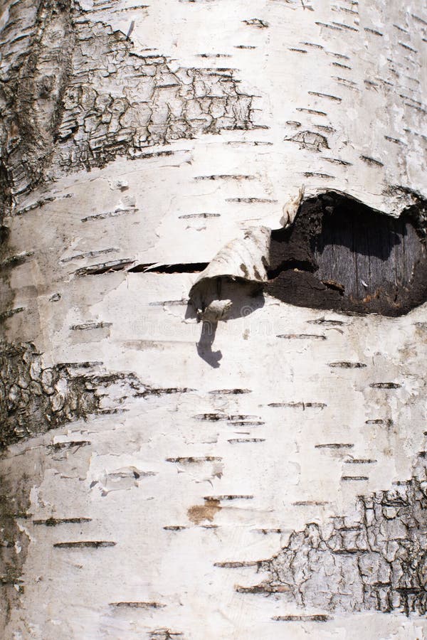 The Texture of the Birch Trunk. Black and White Trunk of the Belarusian ...