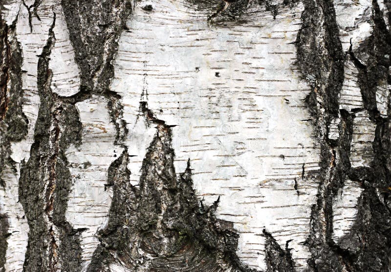 Texture of Birch Wood. Wooden Texture Stock Image - Image of brown ...