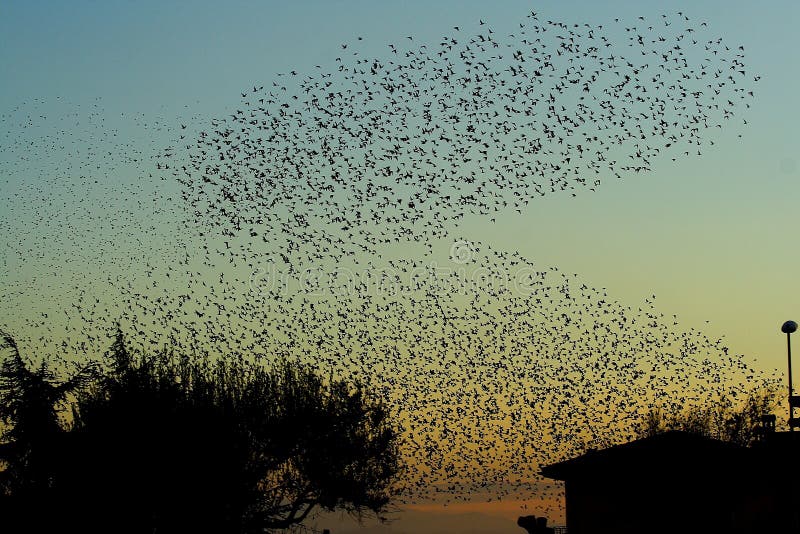 Texture of birds stock image. Image of sunset, fauna - 98345411