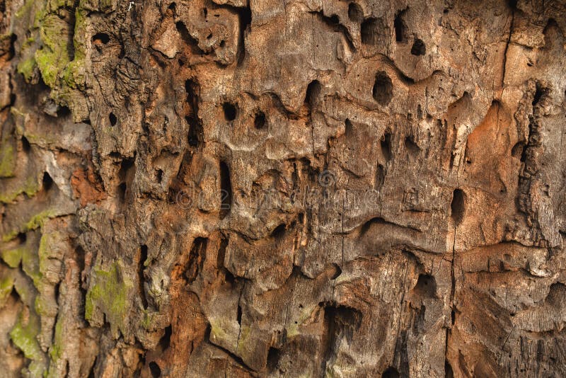 Texture of a Bitten Tree Trunk. Stock Image - Image of textured, tree ...
