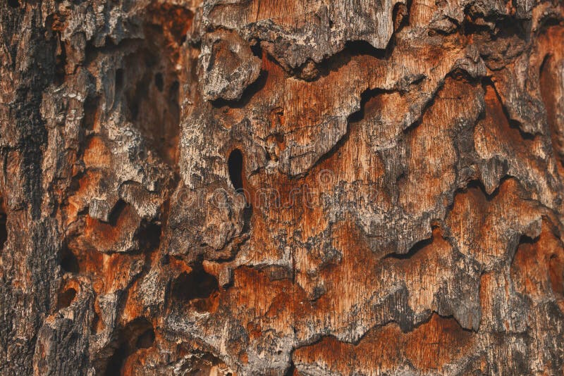 Texture of a Bitten Tree Trunk. Stock Image - Image of wooden, dead ...