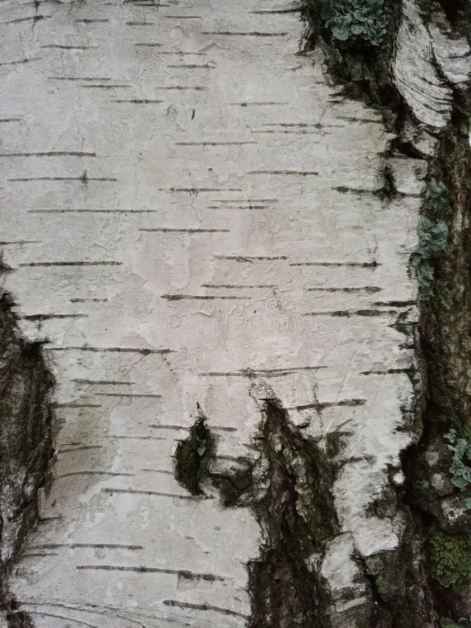 Texture and Bizarre Pattern of Birch Bark on Tree in Dense Forest in ...