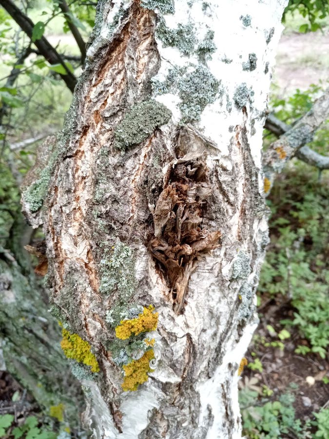 Texture of a Bizarre Pattern of Broken Branches, Twigs, Moss and Lichen ...