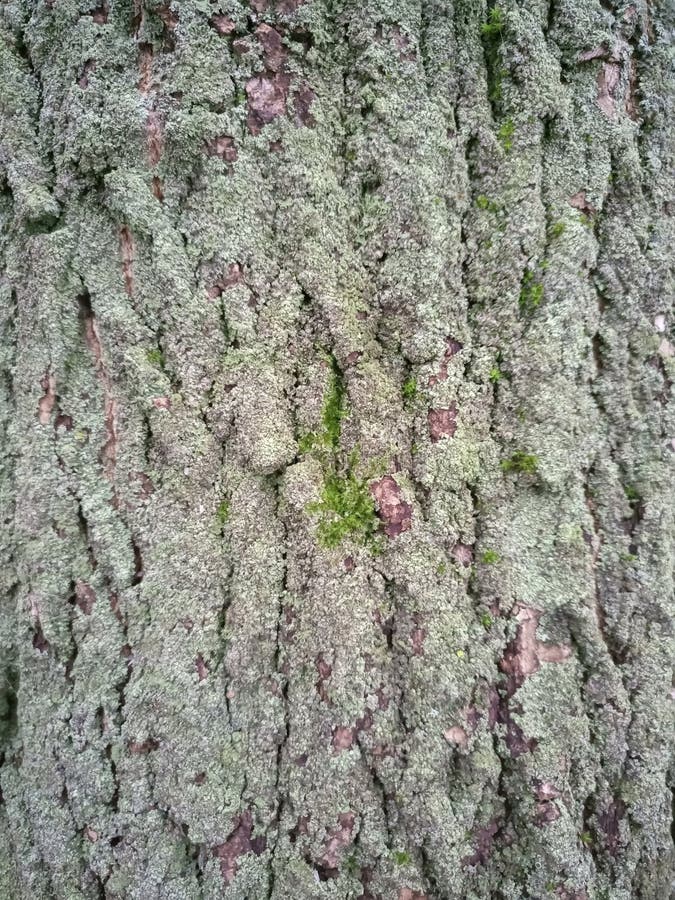 Texture of a Bizarre Pattern of Moss and Lichen on the Bark of a ...