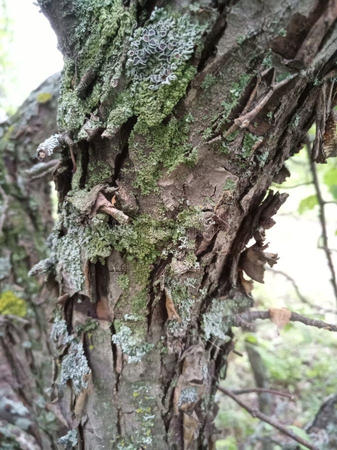 Texture of a Bizarre Pattern of Moss and Lichen on the Bark of a ...