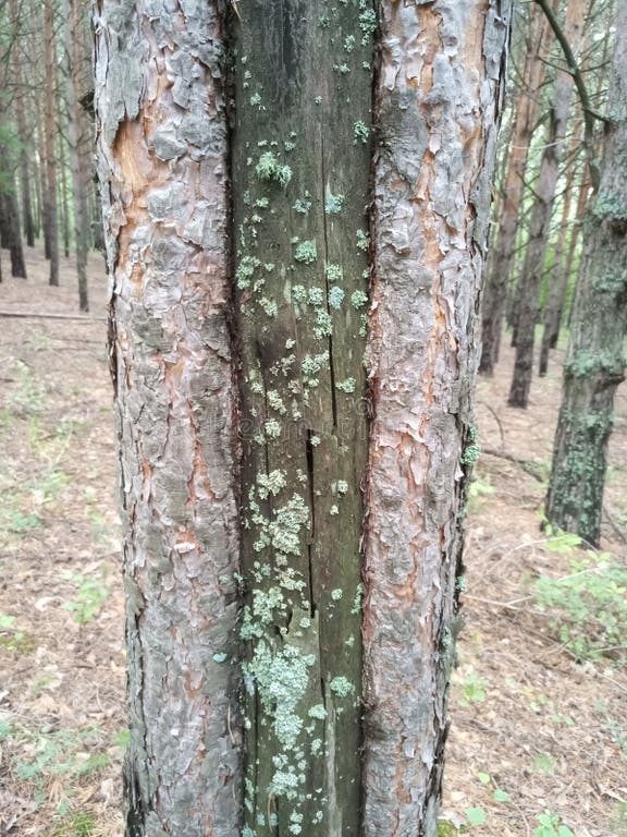 Texture of Bizarre Pattern of Pine Bark Green Lichen and Moss Growing ...