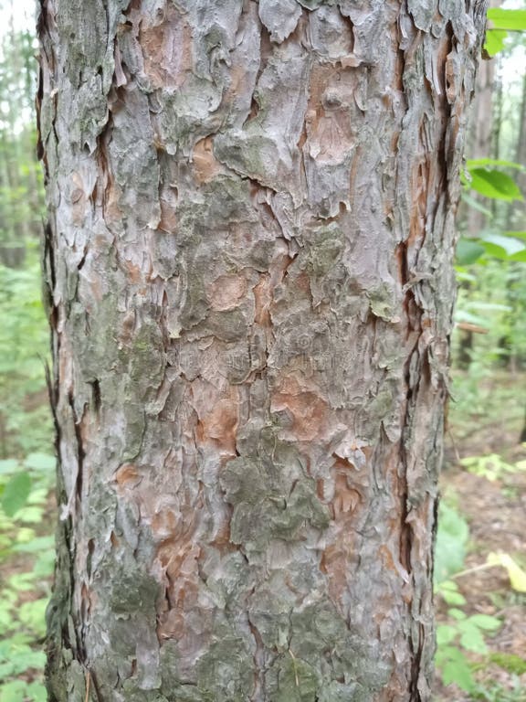 Texture and Bizarre Pattern of Pine Bark on Tree in Dense Forest in ...