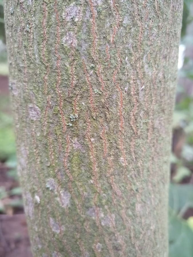 The Texture and Bizarre Pattern of Tree Bark in a Dense Forest is ...